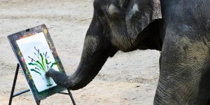 El elefante pinta cuadros - nivel 1 - Spanish in Levels