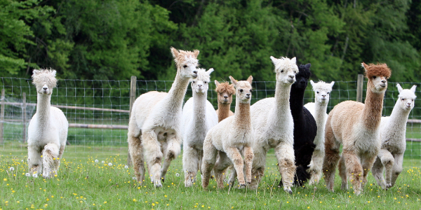 Alpacas en Gales - nivel 1 - Spanish in Levels