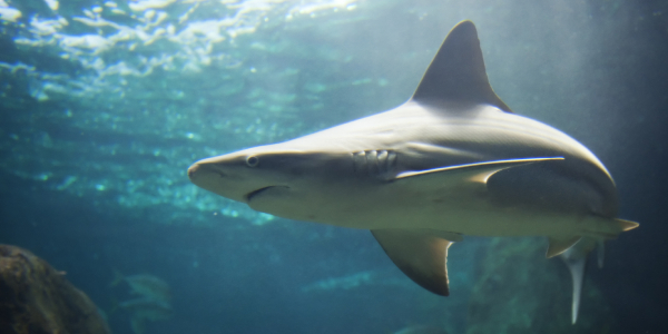 Tiburones en un acuario - nivel 3 - Spanish in Levels