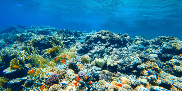 Un misterioso objeto dorado en el océano - nivel 2 - Spanish in Levels