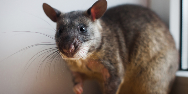 Las ratas buscan a las personas - nivel 2 - Spanish in Levels