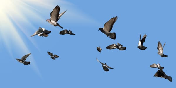 Aves moribundas - nivel 2 - Spanish in Levels