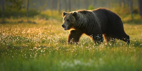 La familia conoce al oso - nivel 3 - Spanish in Levels