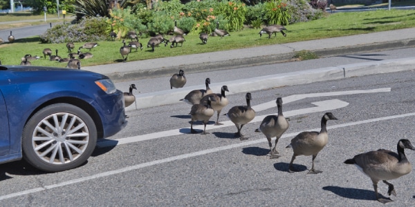 La policía ayuda a los patos - nivel 3 - Spanish in Levels