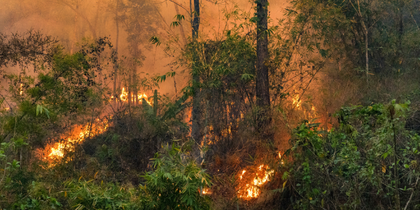 El filósofo brasileño de la selva - nivel 3 - Spanish in Levels